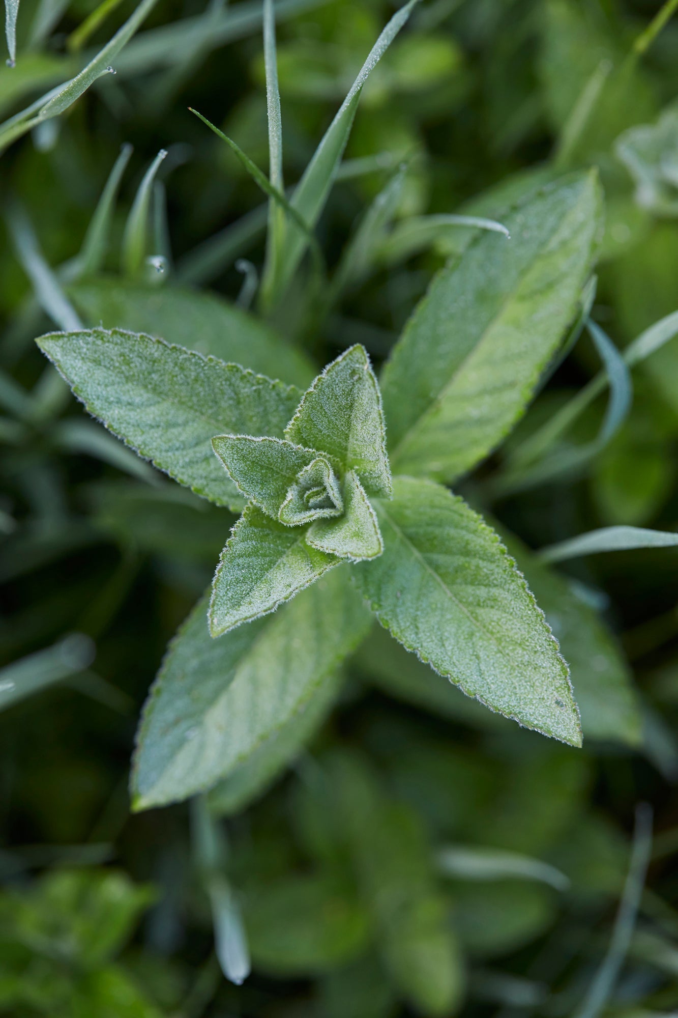 The Power of Scent ~ Caryn Hibbert – Thyme & Bertioli
